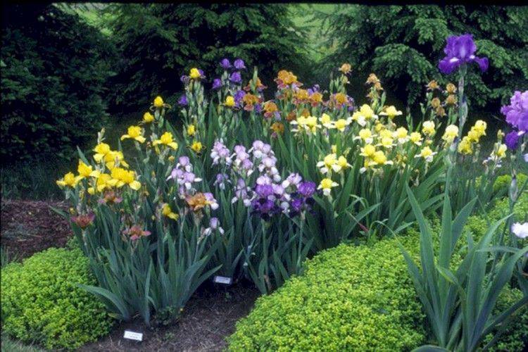 22 Iris Garden Design Ideas You Cannot Miss | SharonSable