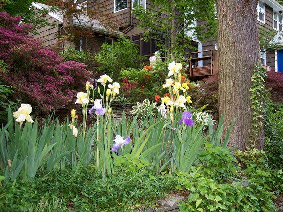22 Iris Garden Design Ideas You Cannot Miss | SharonSable