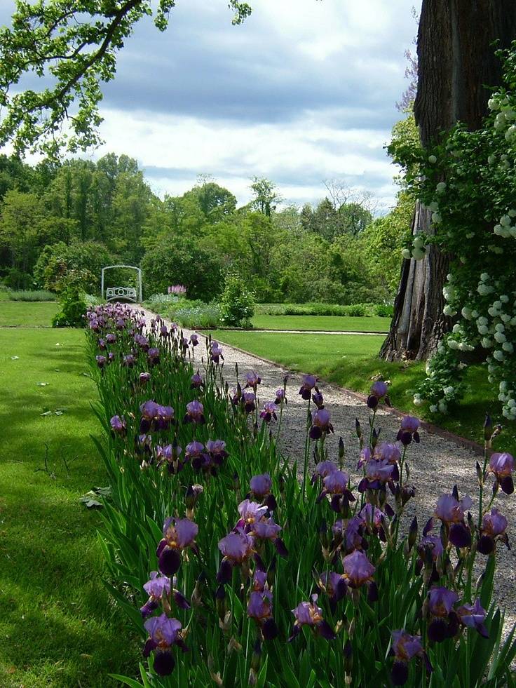 22 Iris Garden Design Ideas You Cannot Miss | SharonSable
