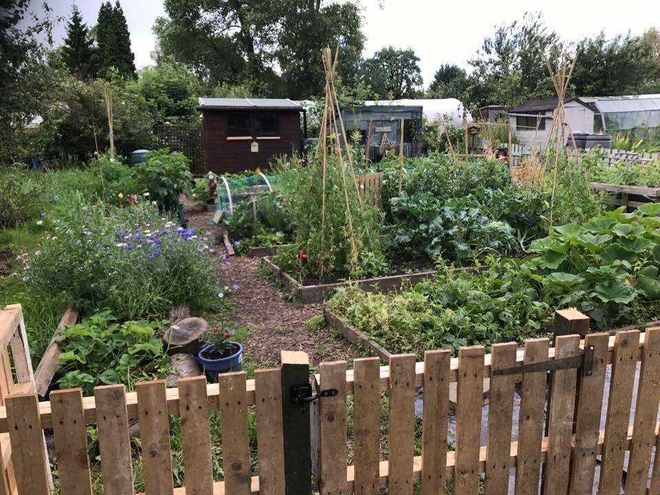 19 Allotment Garden Ideas Worth a Look | SharonSable