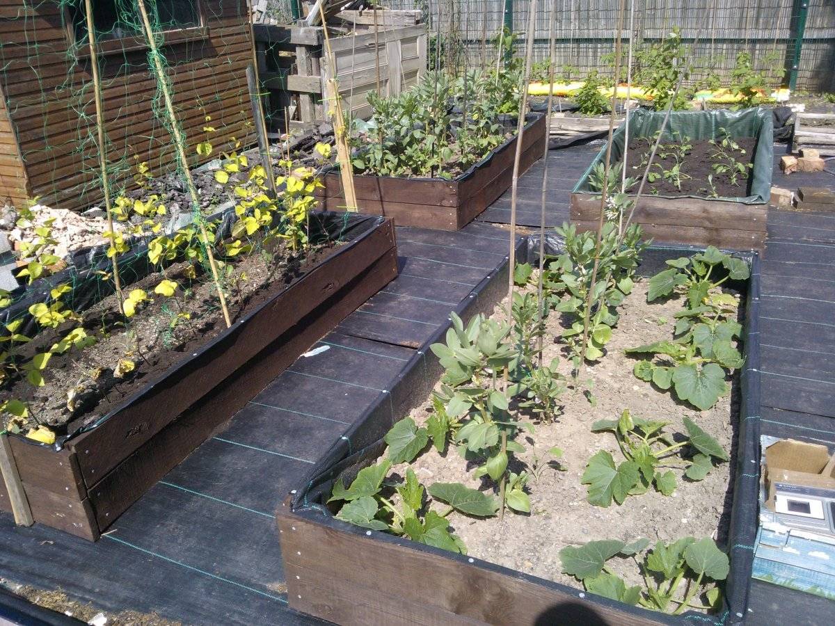 19 Allotment Garden Ideas Worth a Look | SharonSable
