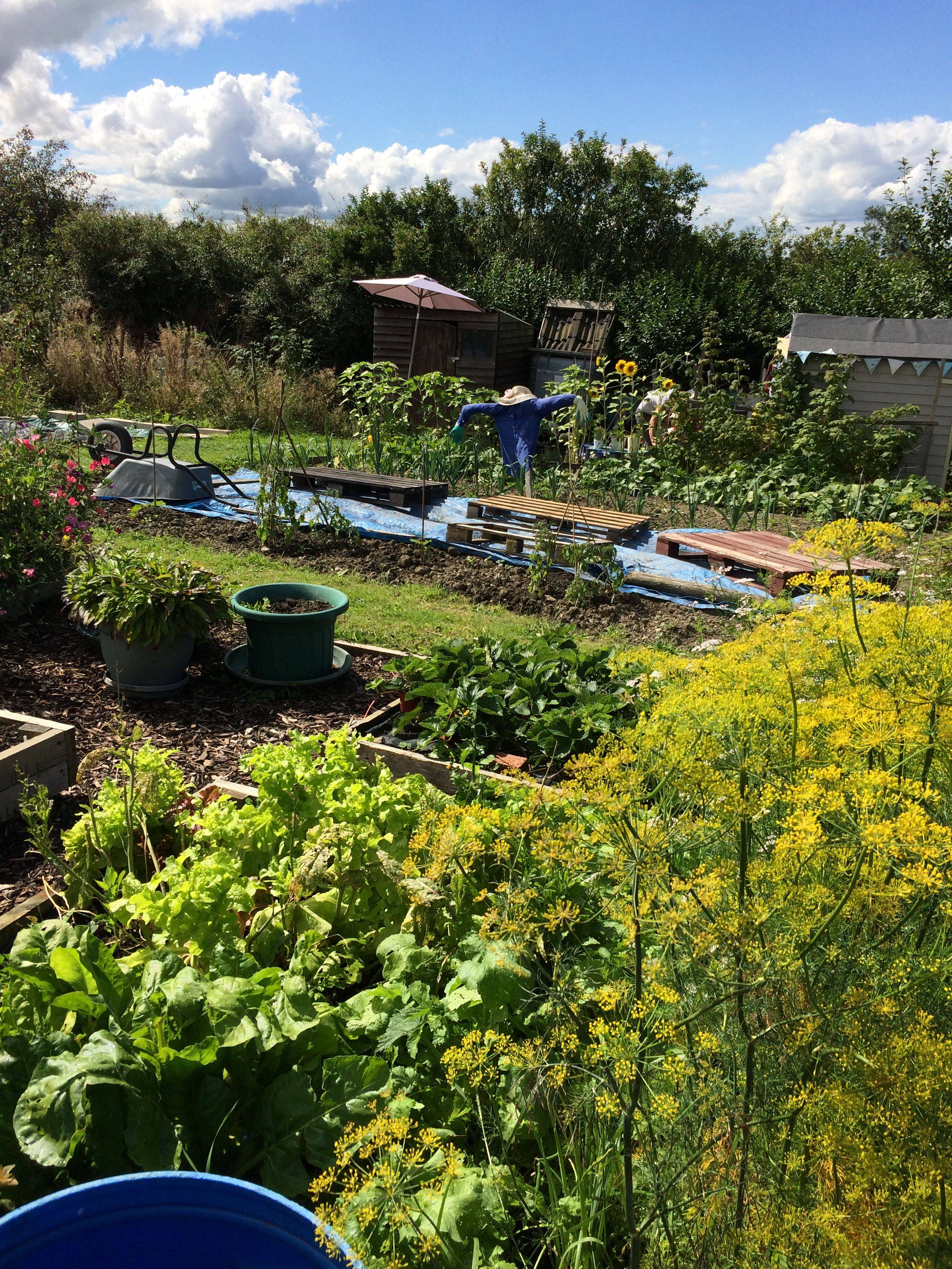 19 Allotment Garden Ideas Worth a Look | SharonSable