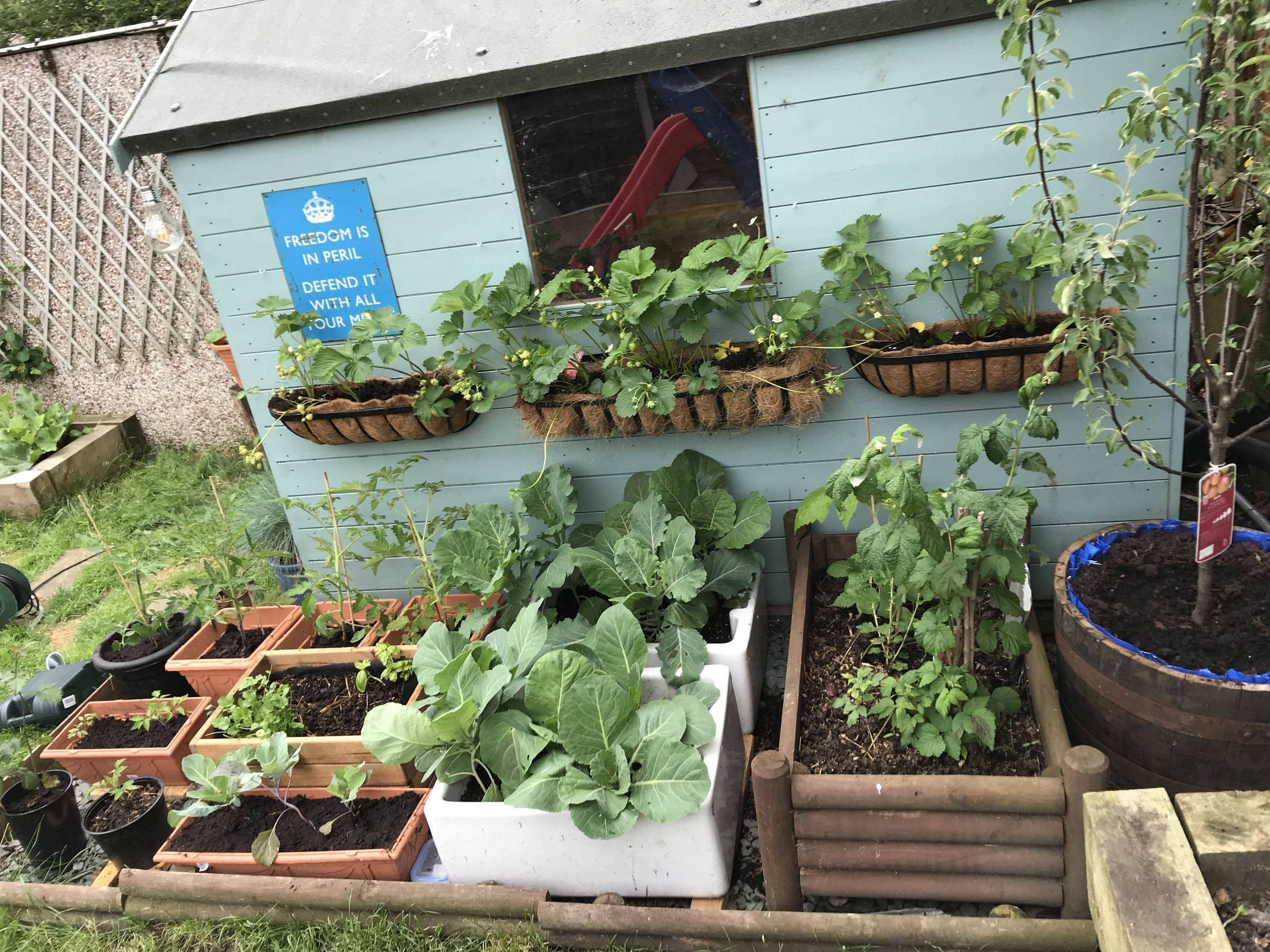 19 Allotment Garden Ideas Worth a Look | SharonSable