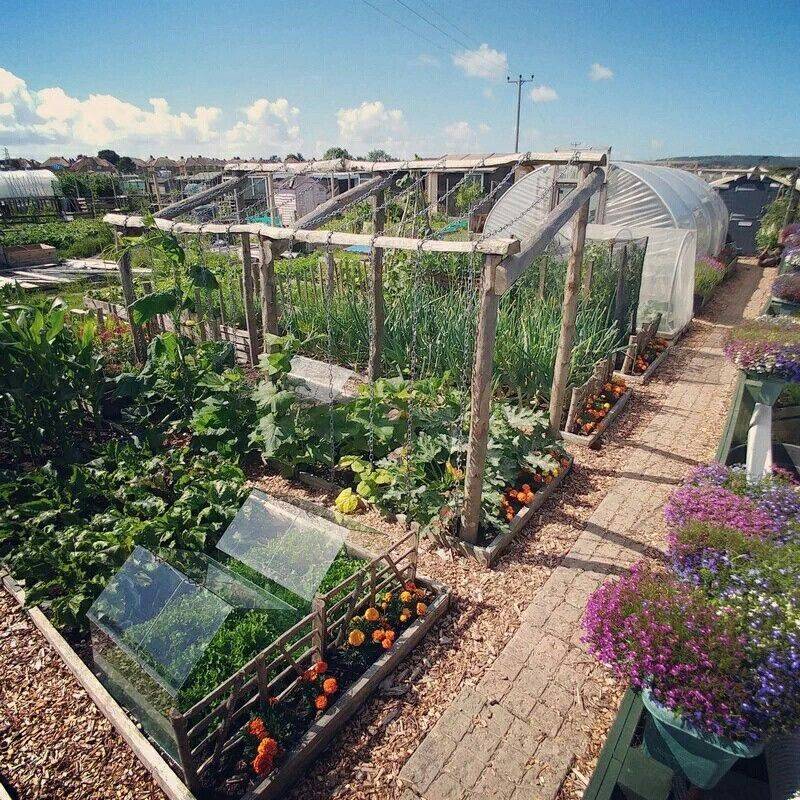 19 Allotment Garden Ideas Worth a Look | SharonSable