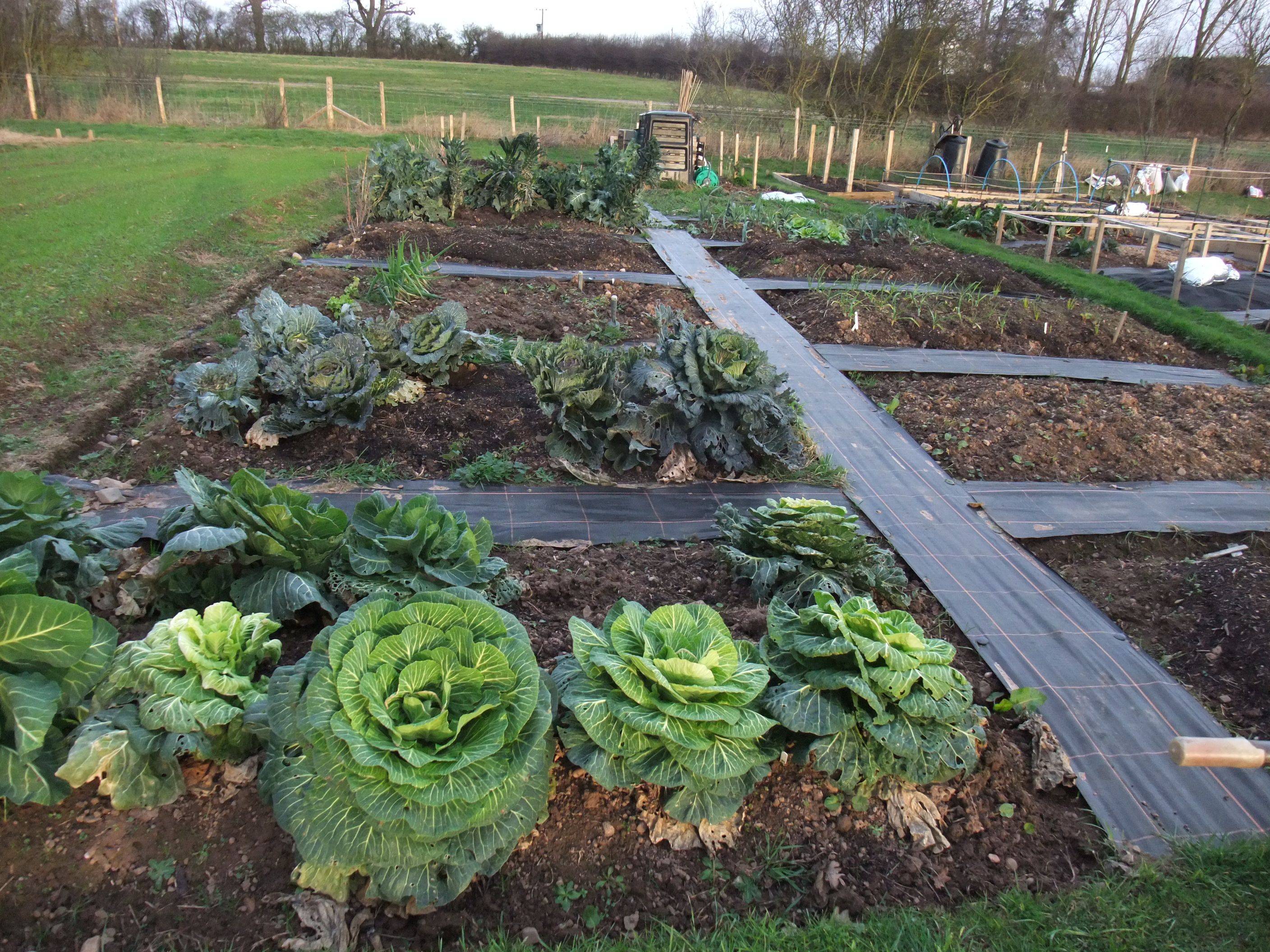 19 Allotment Garden Ideas Worth a Look | SharonSable