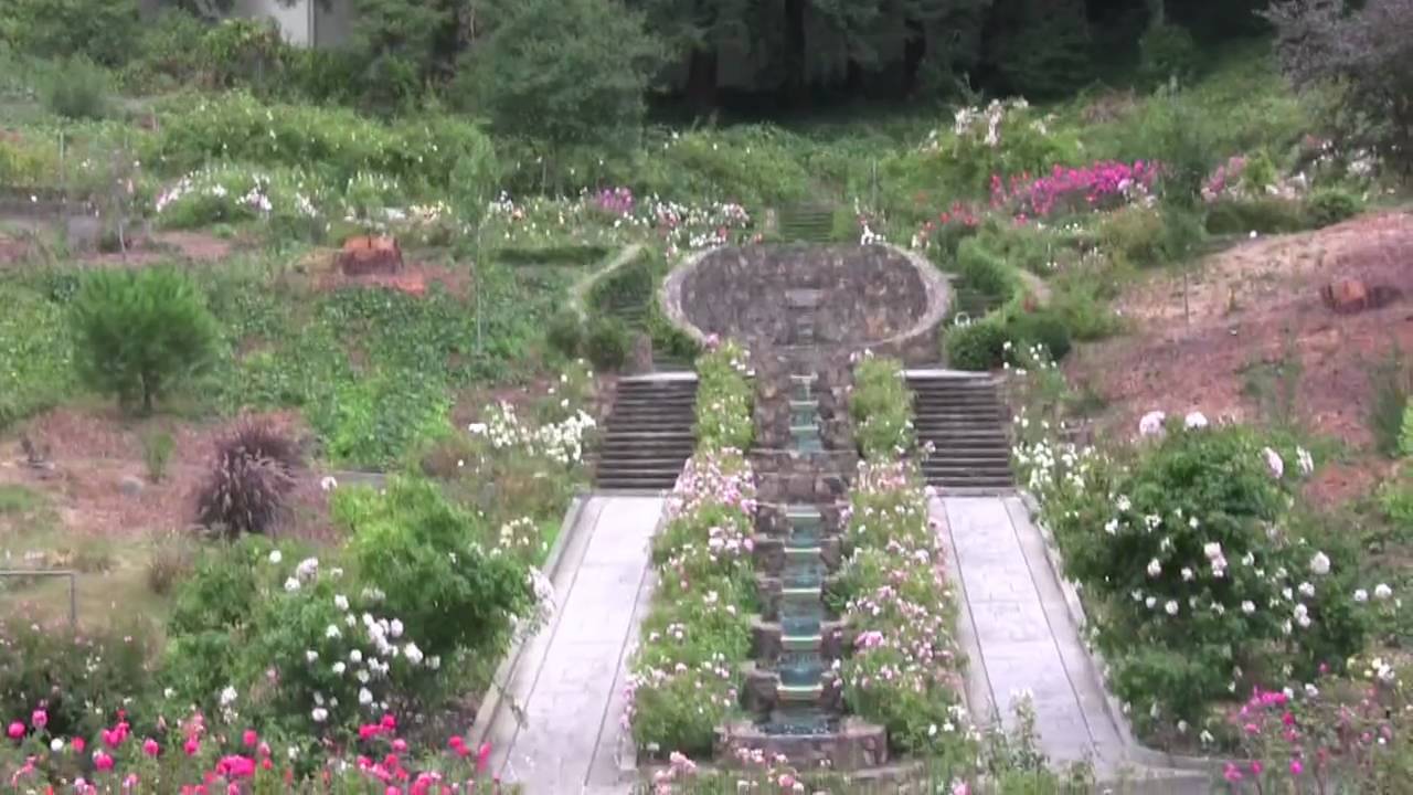 17 Morcom Rose Garden Ideas You Cannot Miss | SharonSable