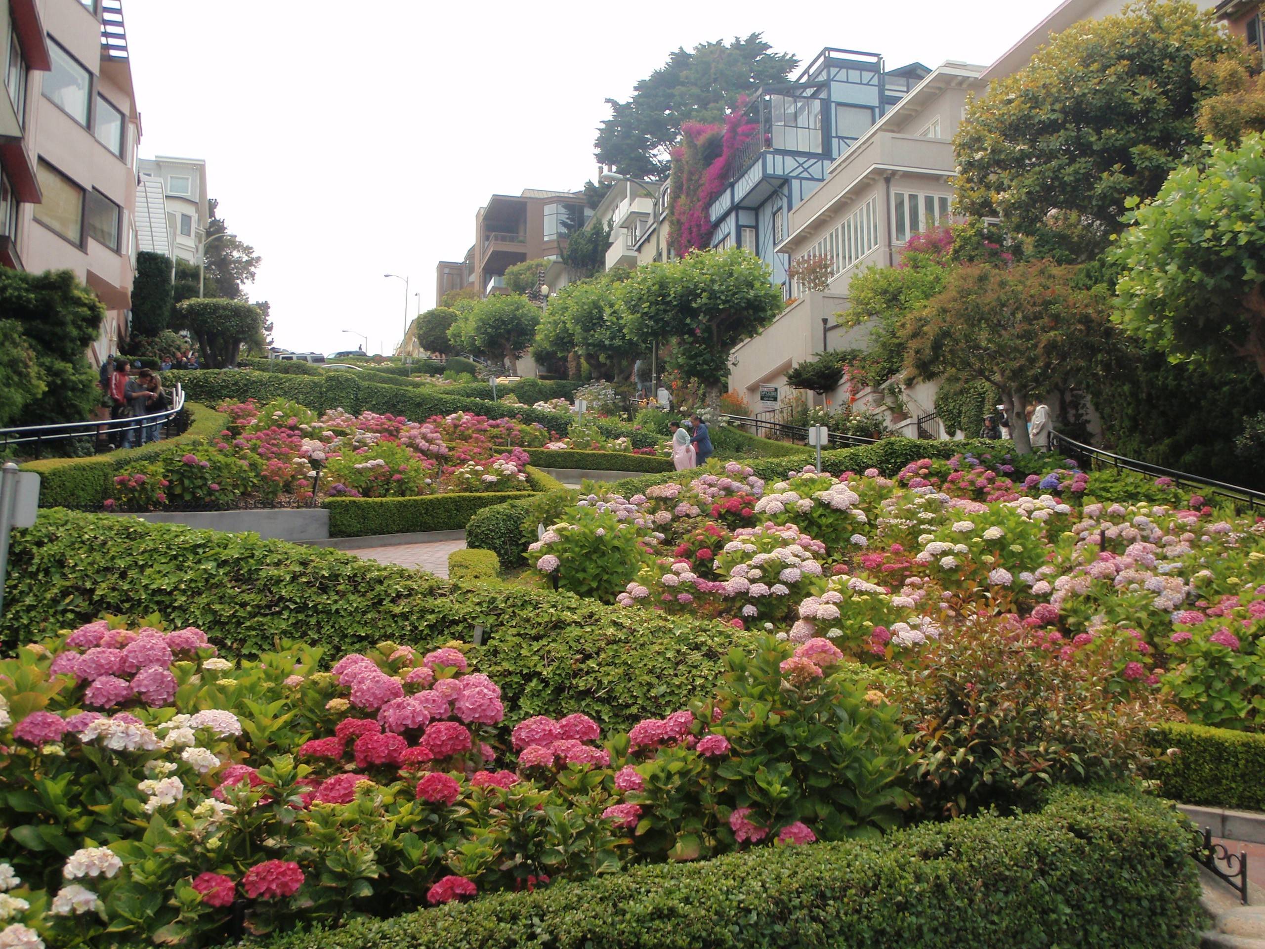17 San Francisco Rose Garden Ideas To Try This Year | SharonSable