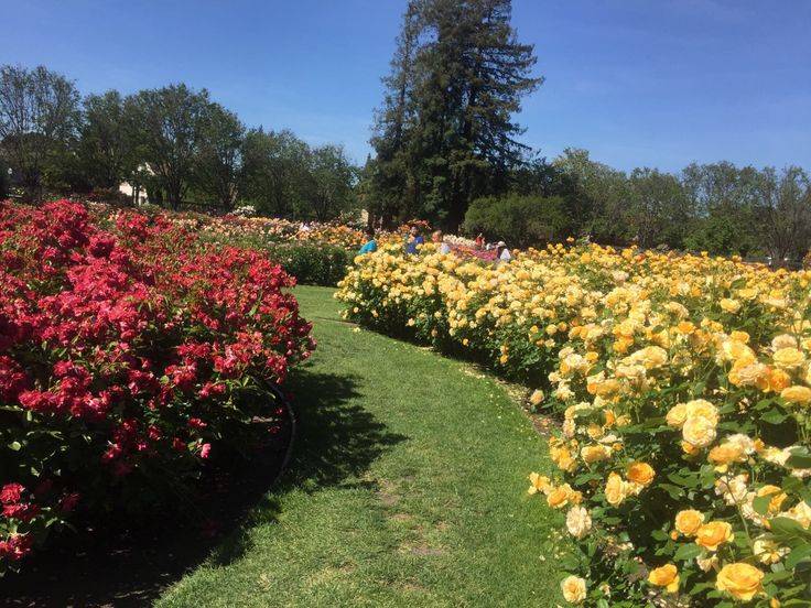 17 San Francisco Rose Garden Ideas To Try This Year | SharonSable