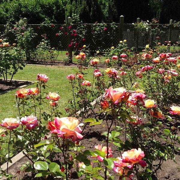 17 San Francisco Rose Garden Ideas To Try This Year | SharonSable