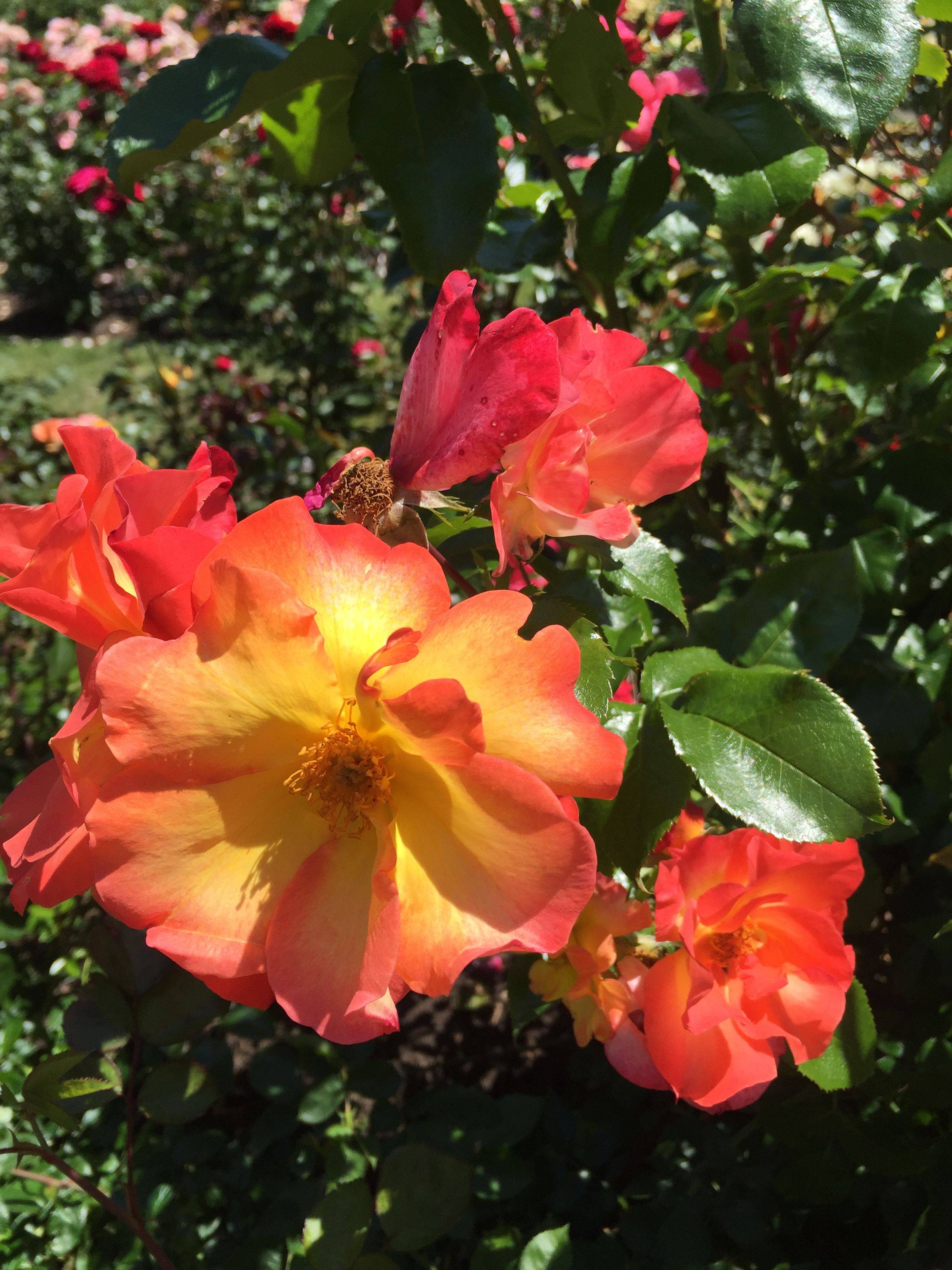 21 Rose Garden in California Ideas Worth a Look | SharonSable