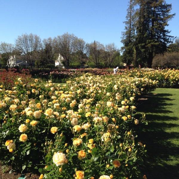 16 Municipal Rose Garden Ideas To Consider | SharonSable