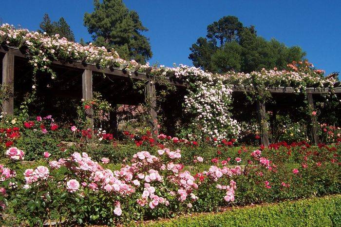 16 Municipal Rose Garden Ideas To Consider | SharonSable