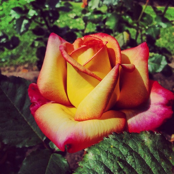 20 Golden Gate Rose Garden Ideas To Try This Year | SharonSable