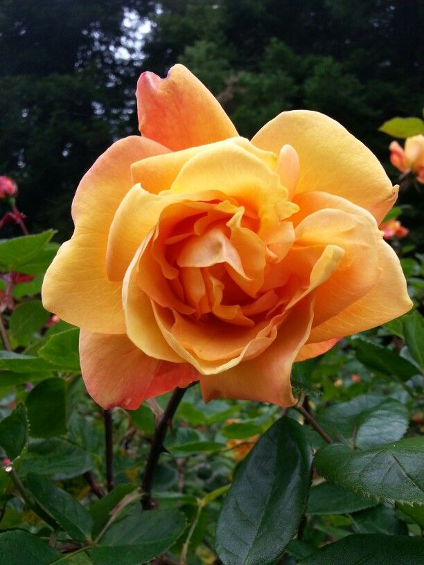 20 Golden Gate Rose Garden Ideas To Try This Year | SharonSable