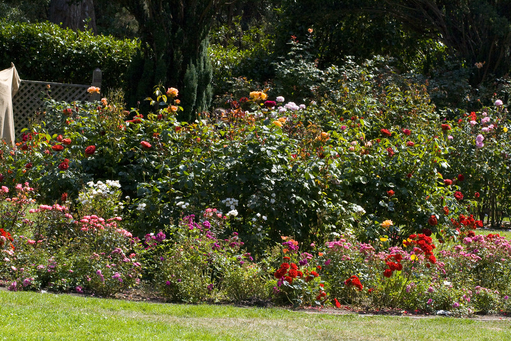 20 Golden Gate Rose Garden Ideas To Try This Year | SharonSable