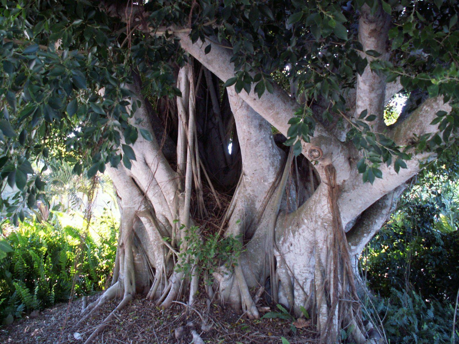 21 Garden of Eden Tree Ideas You Cannot Miss | SharonSable