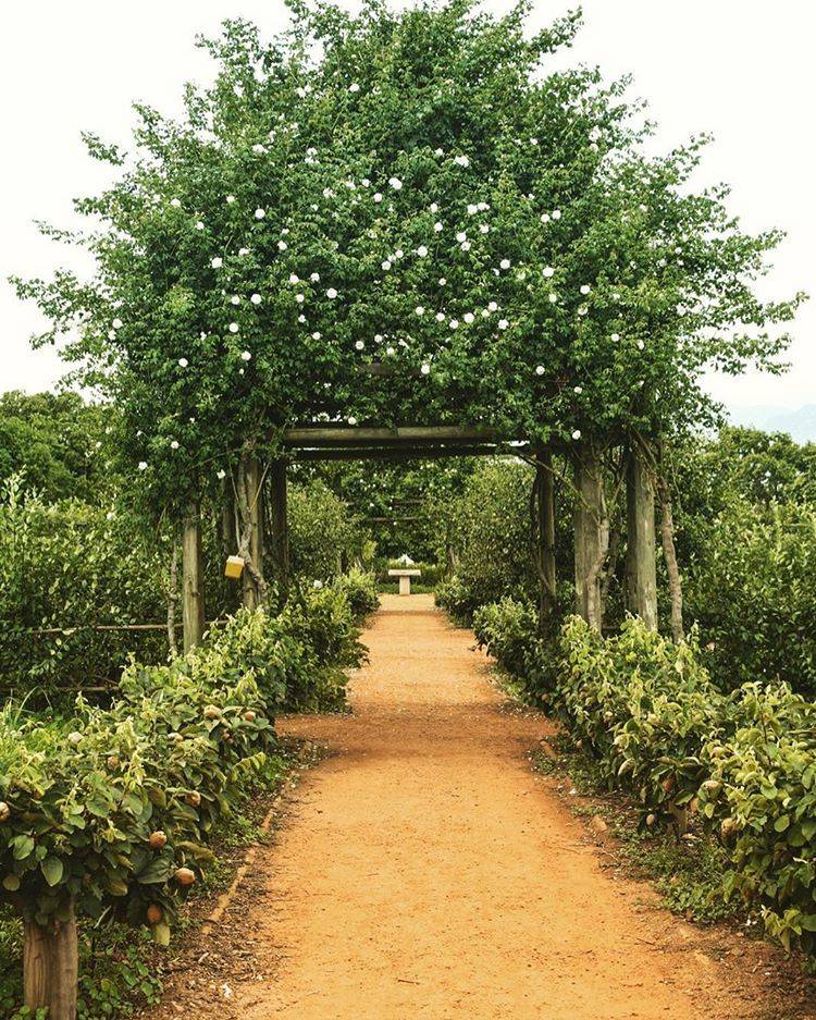 21 Garden of Eden Tree Ideas You Cannot Miss | SharonSable