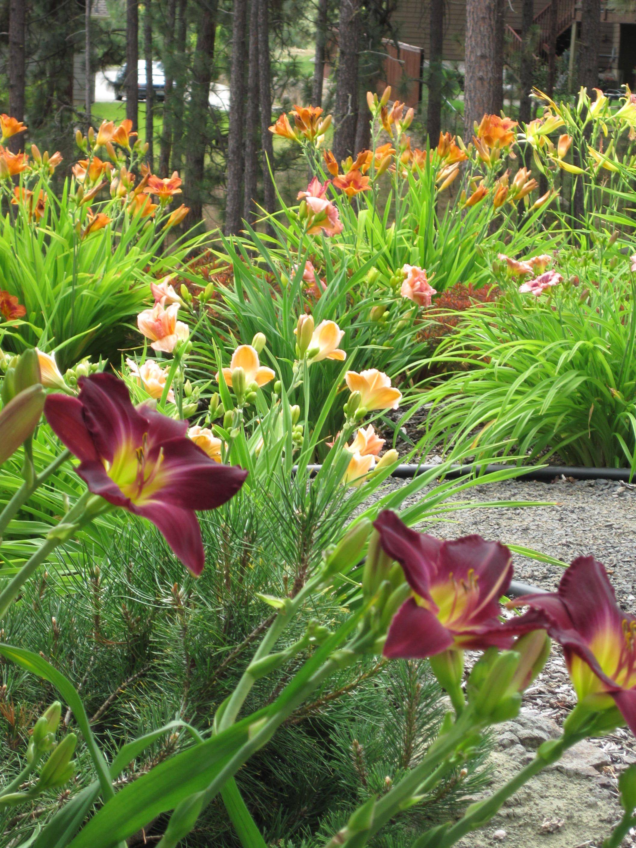 17 Daylily Garden Ideas To Try This Year | SharonSable