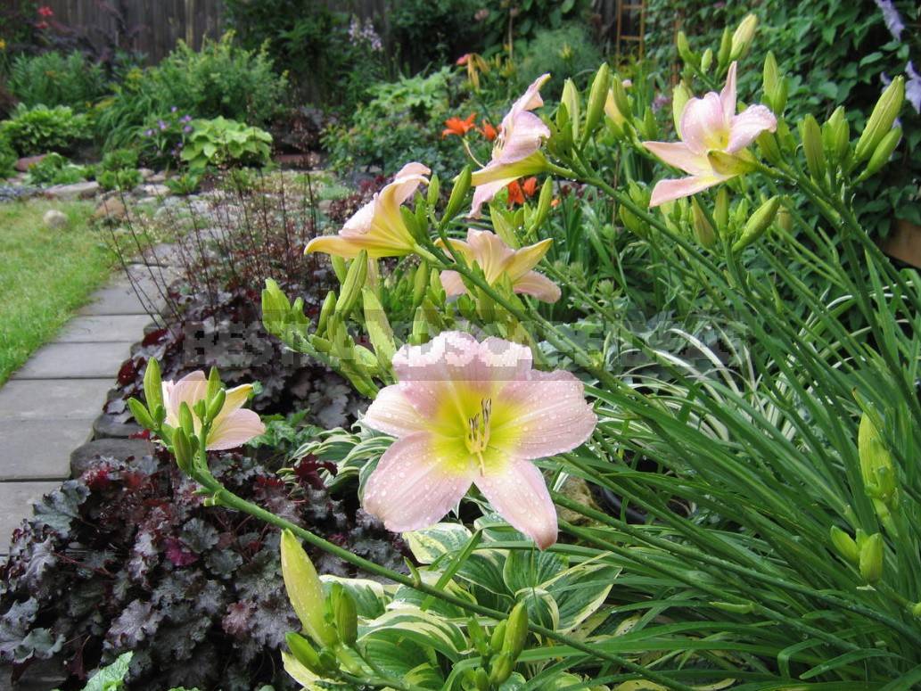 17 Daylily Garden Ideas To Try This Year | SharonSable