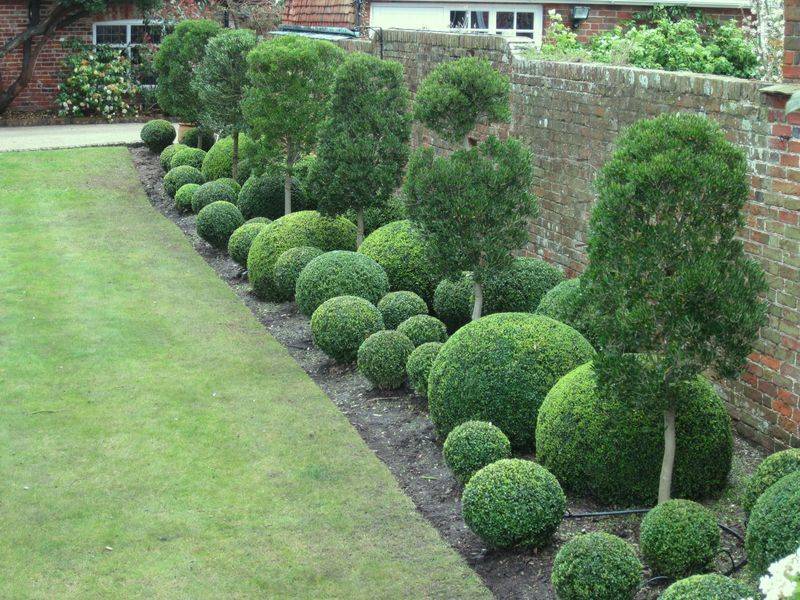 22 Buxus Garden Ideas You Must Look | SharonSable