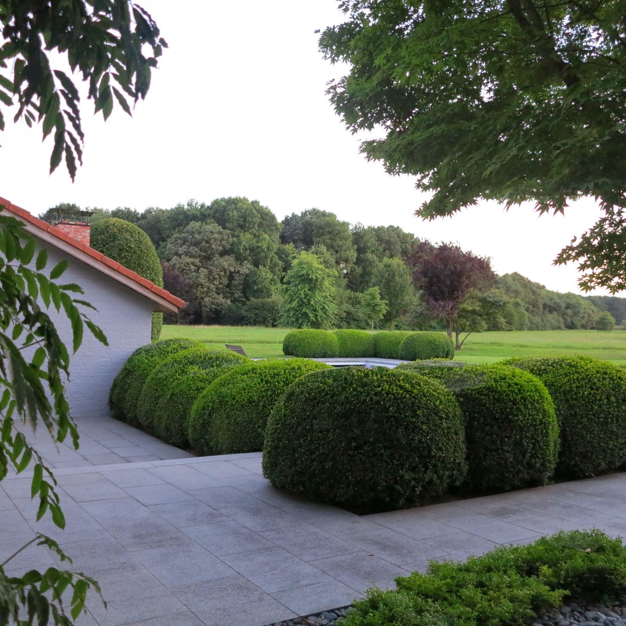 22 Buxus Garden Ideas You Must Look | SharonSable