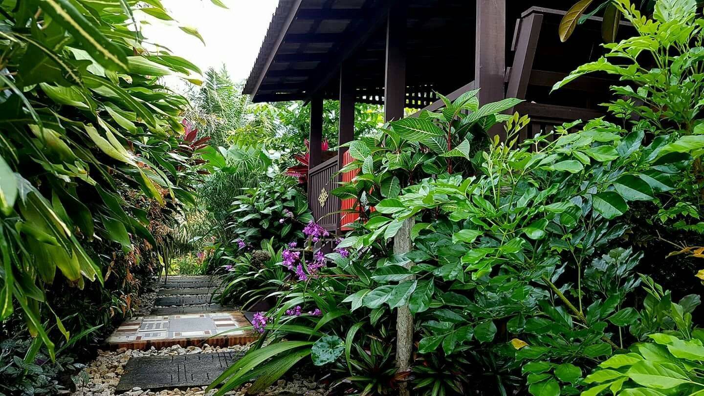 21 Tropical Garden Acer Ideas For This Year | SharonSable