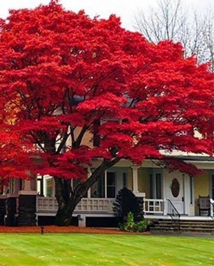 21 Beautiful Garden Japanese Maple Ideas You Must Look | SharonSable