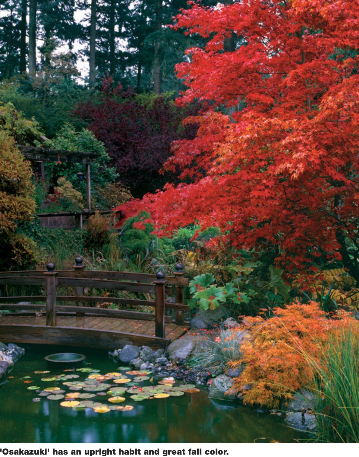 21 Beautiful Garden Japanese Maple Ideas You Must Look | SharonSable