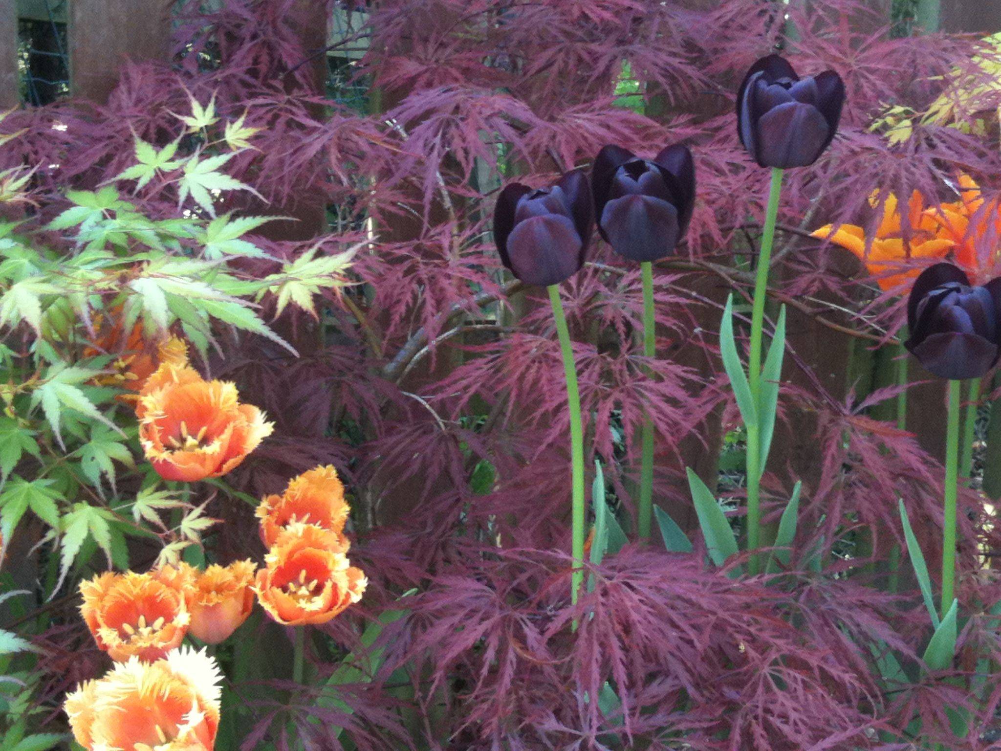 23 Acer Garden Japan Ideas To Try This Year | SharonSable