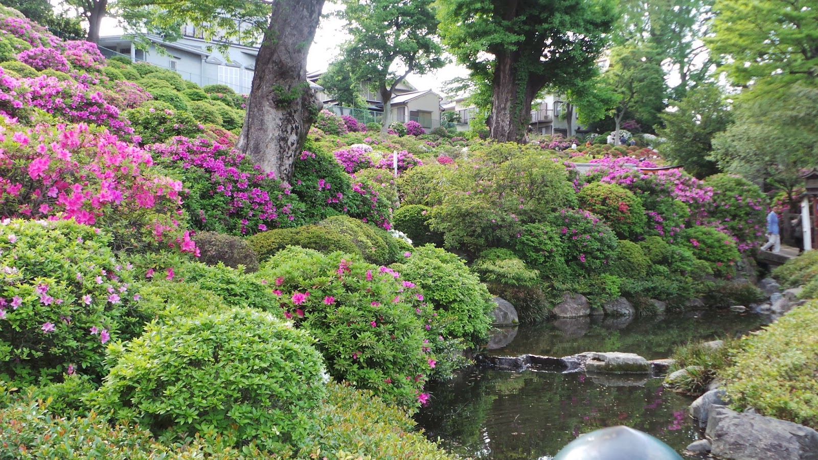 23 Sayen Garden Azaleas Ideas You Gonna Love | SharonSable