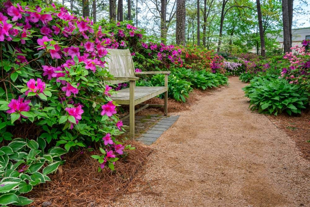 23 Sayen Garden Azaleas Ideas You Gonna Love | SharonSable