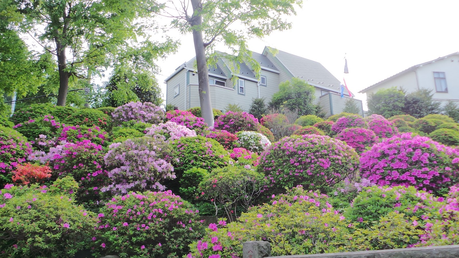 23 Sayen Garden Azaleas Ideas You Gonna Love | SharonSable