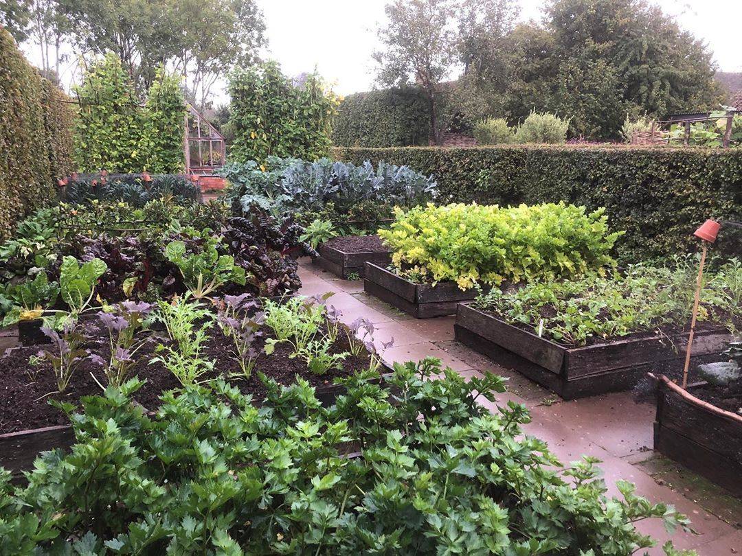 23 Monty Don Vegetable Garden Ideas You Must Look | SharonSable