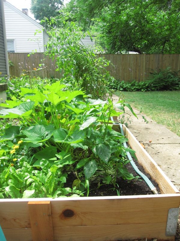 20 Grow Your Own Garden Ideas To Consider | SharonSable