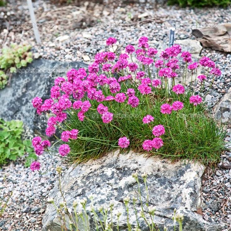20 Pink Rock Garden Plants Ideas To Consider | SharonSable