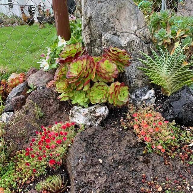 20 Pink Rock Garden Plants Ideas To Consider | SharonSable