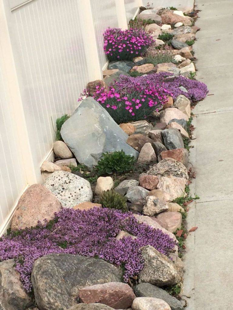 23 Creeping Plants for Rock Garden Ideas You Should Check | SharonSable