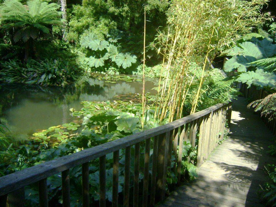 25 Heligan Garden Ideas To Try This Year | SharonSable