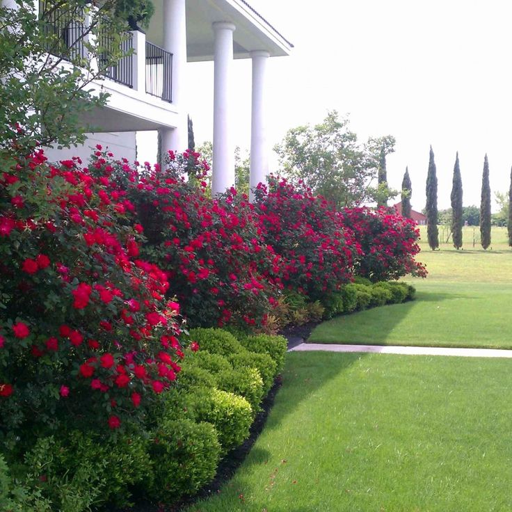 22 Low Maintenance Rose Garden Ideas You Should Check | SharonSable