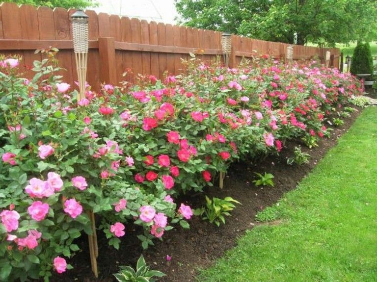22 Low Maintenance Rose Garden Ideas You Should Check | SharonSable