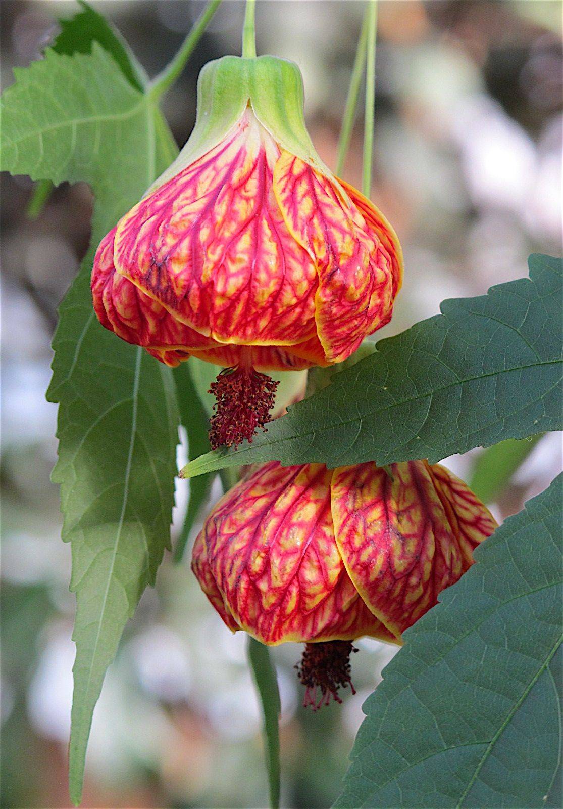 17 Botanical Garden Rochester NY Ideas For This Year | SharonSable