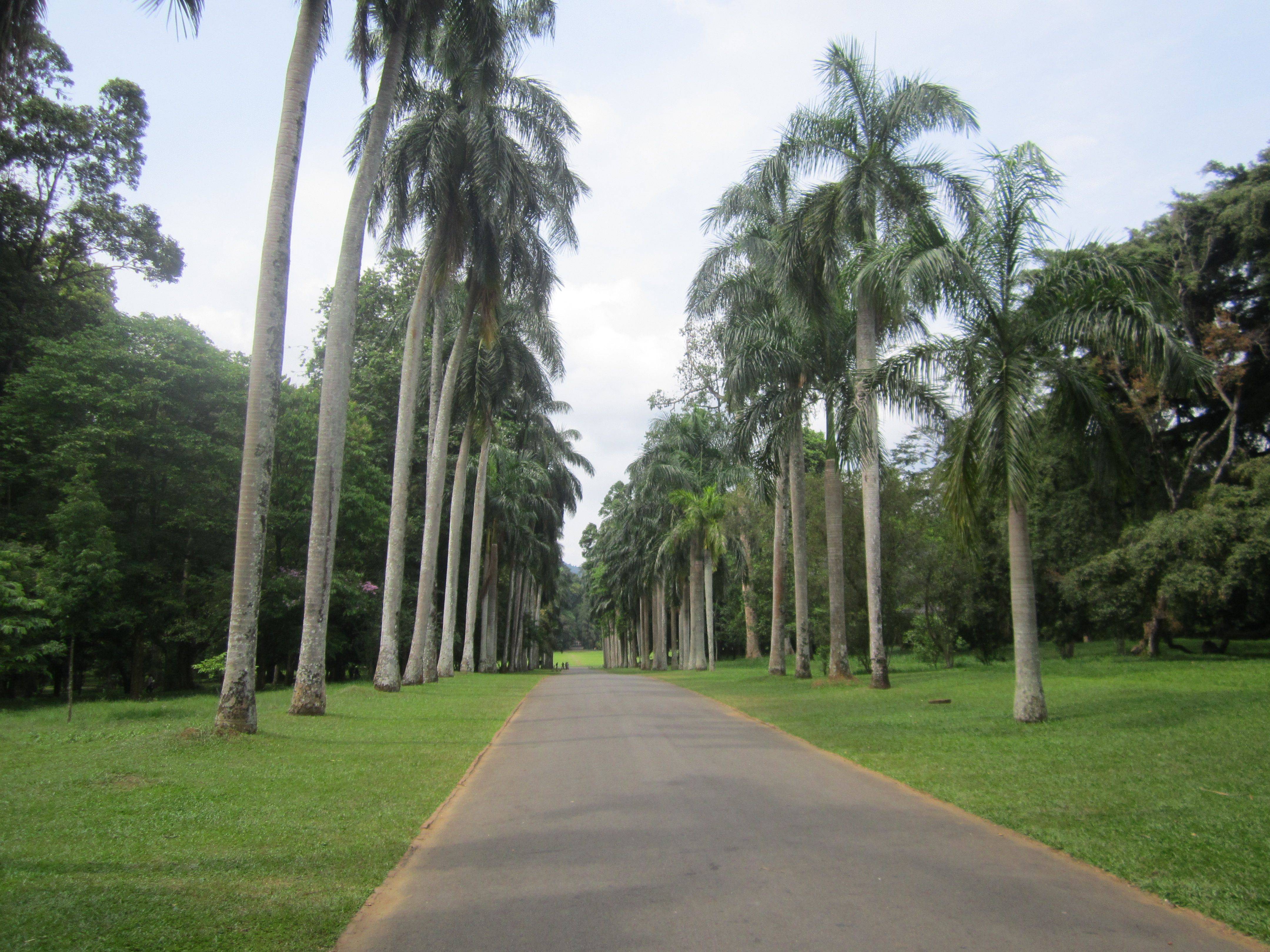 20 Kandy Botanical Garden Ideas To Consider | SharonSable