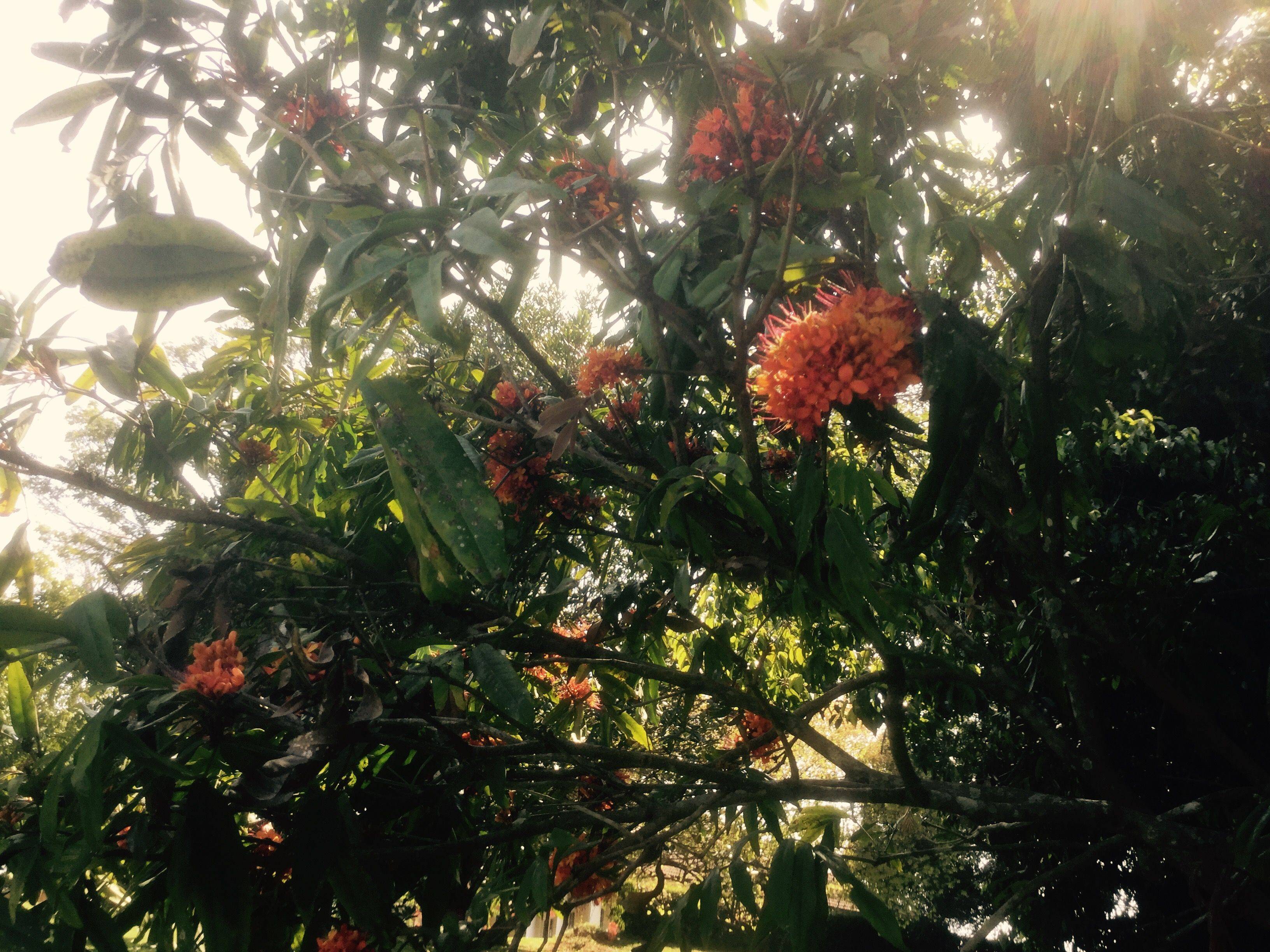 20 Kandy Botanical Garden Ideas To Consider | SharonSable