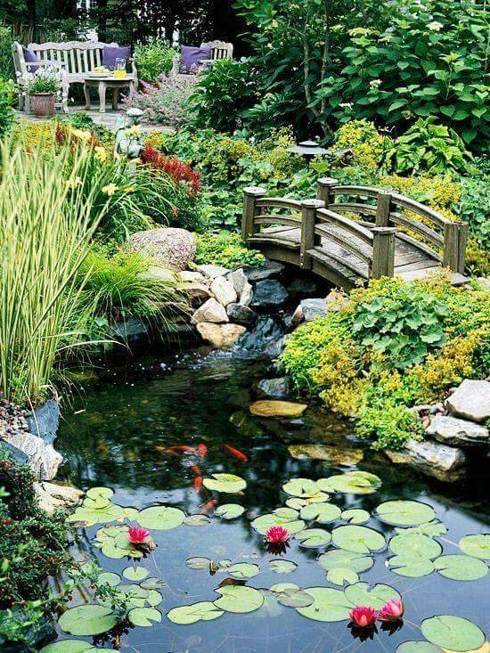 22 Lily Ponds Garden Ideas Worth a Look | SharonSable