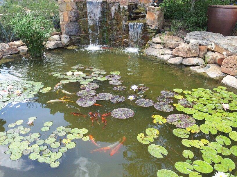 22 Lily Ponds Garden Ideas Worth a Look | SharonSable