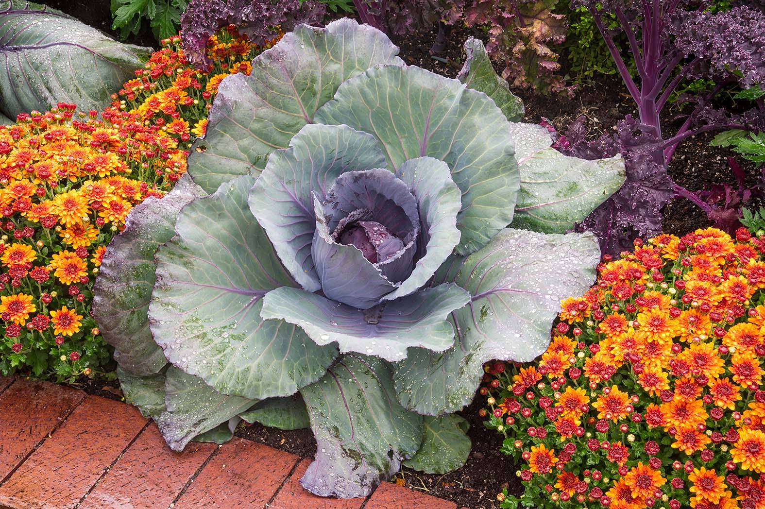 19 Chicago Botanic Garden Autumn Ideas To Consider | SharonSable