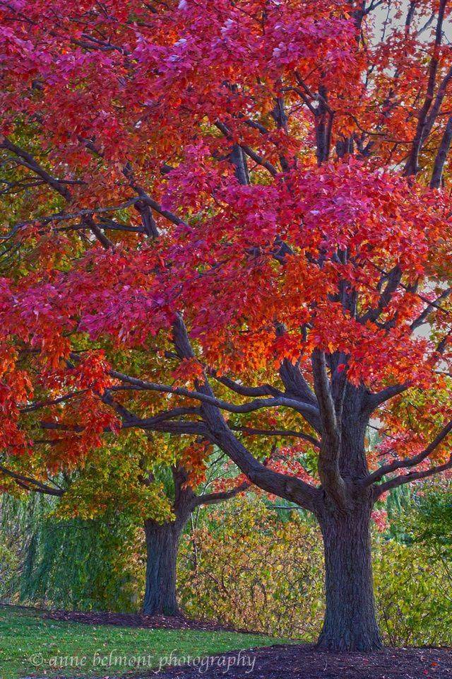 19 Chicago Botanic Garden Autumn Ideas To Consider | SharonSable