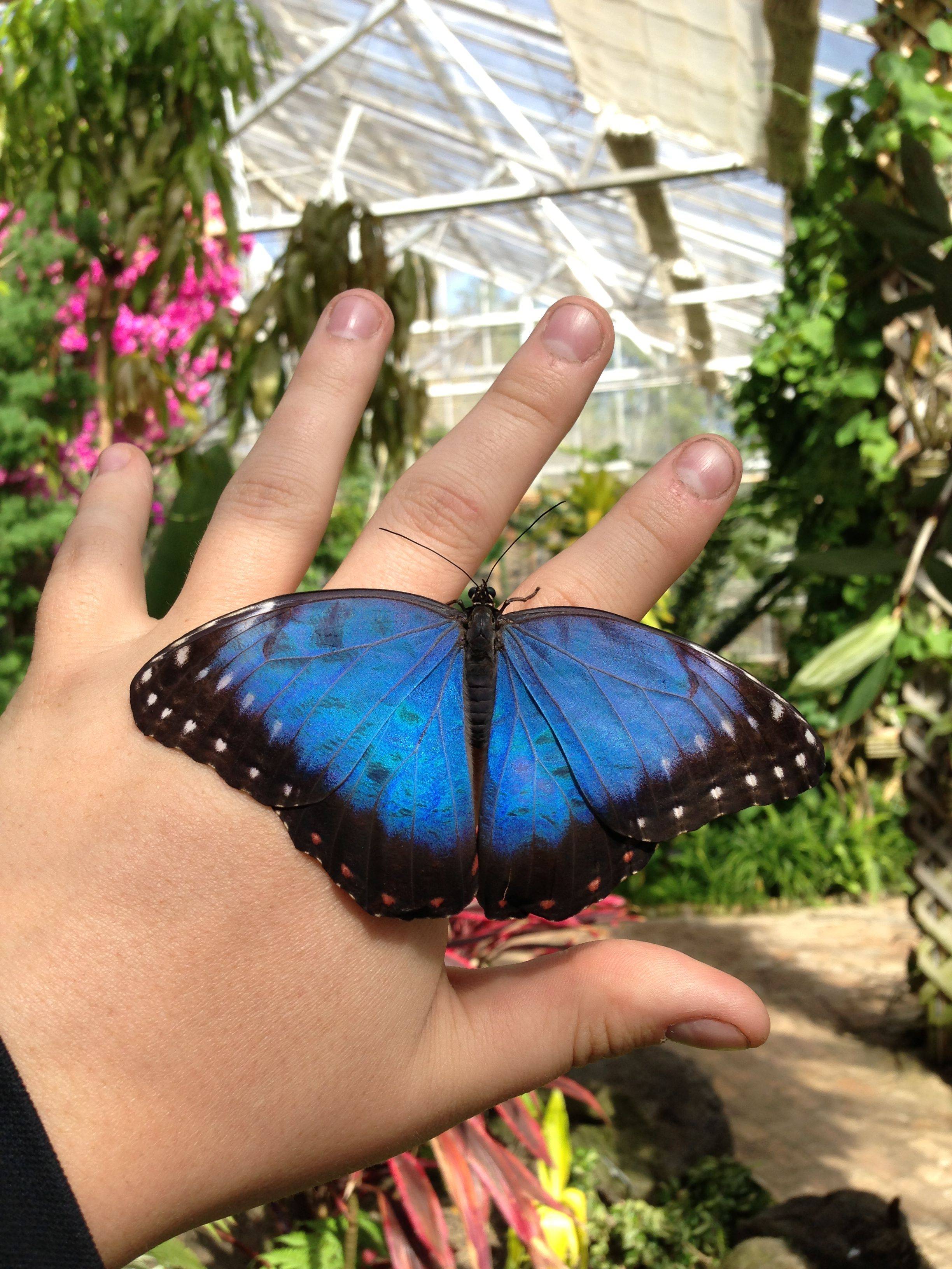 21 Botanical Garden Butterfly House Ideas You Should Check | SharonSable