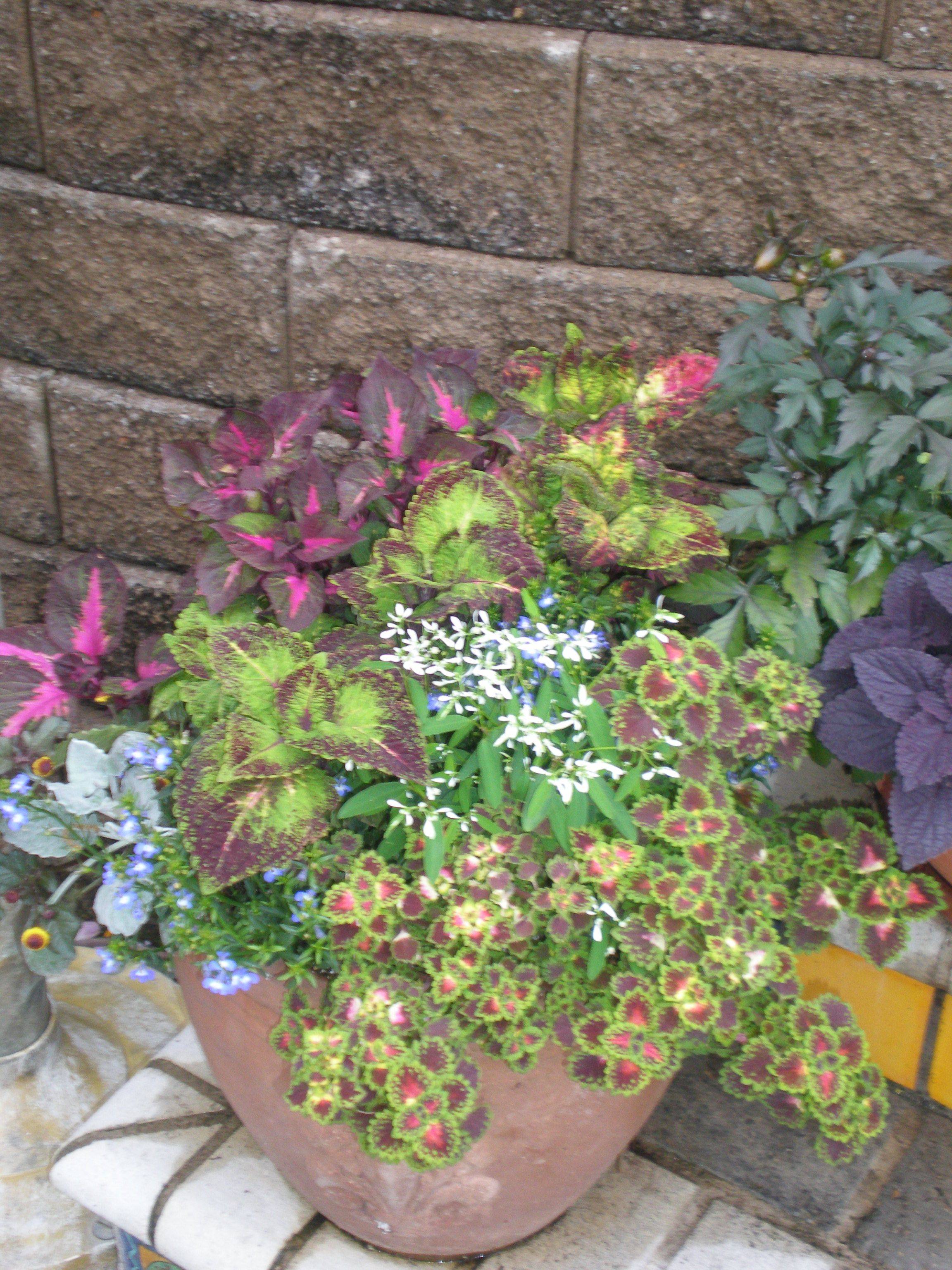 24 Arkansas Garden Ideas You Should Check | SharonSable