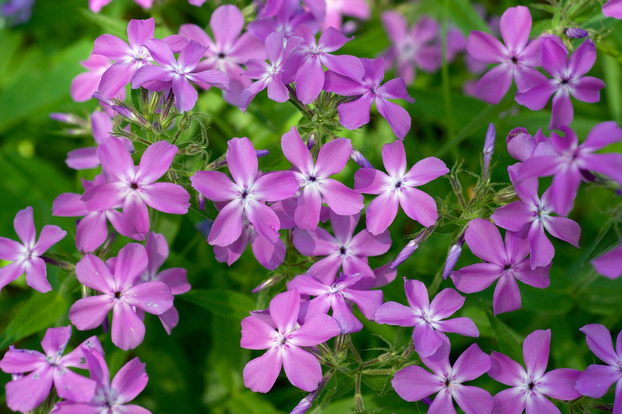 21 Little Rock Botanical Garden Arkansas Ideas To Try This Year ...